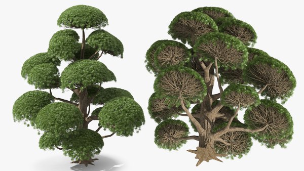 Podocarpus Big Tree Modelo 3D - TurboSquid 1771473