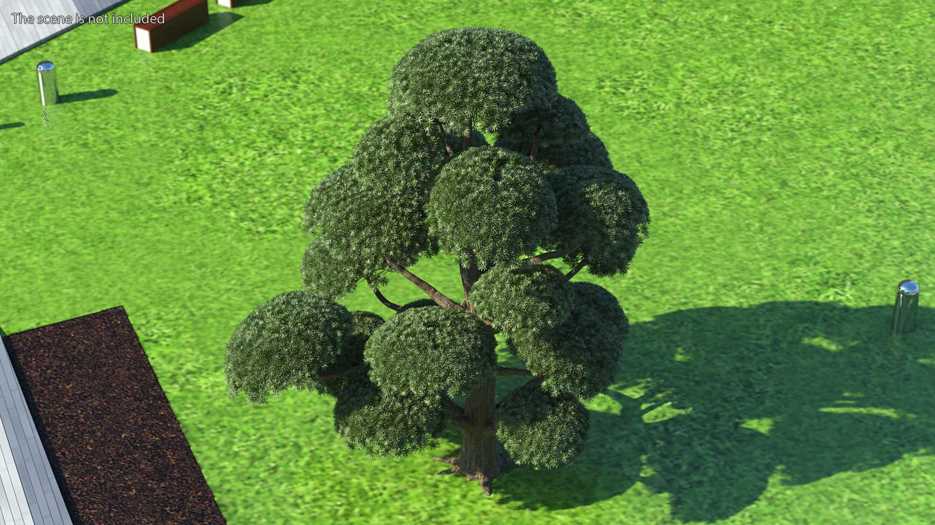 3D Podocarpus Big Tree Model - TurboSquid 1771473