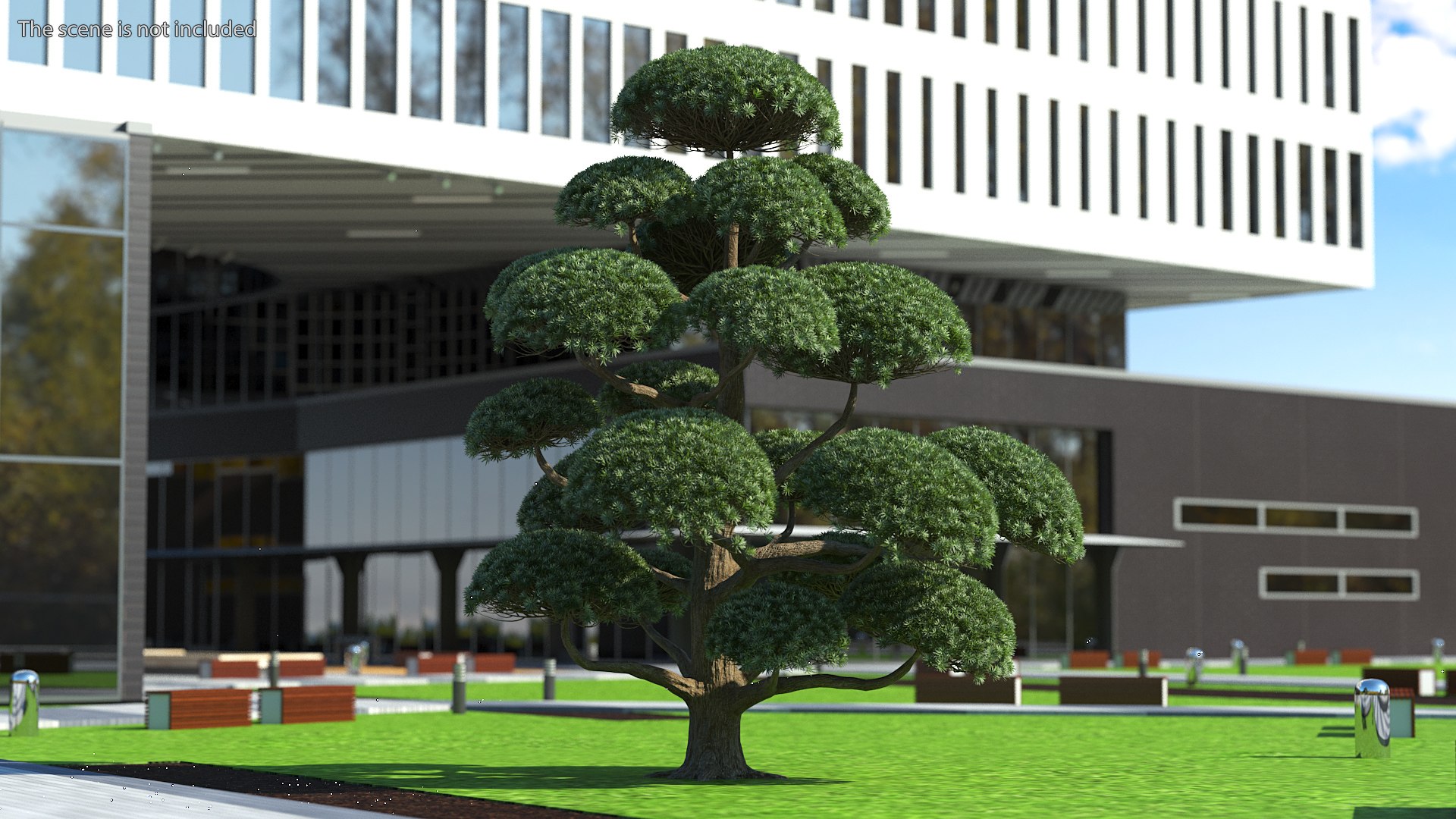 3D Podocarpus Big Tree Model - TurboSquid 1771473