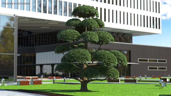 3D Podocarpus Big Tree model - TurboSquid 1771473