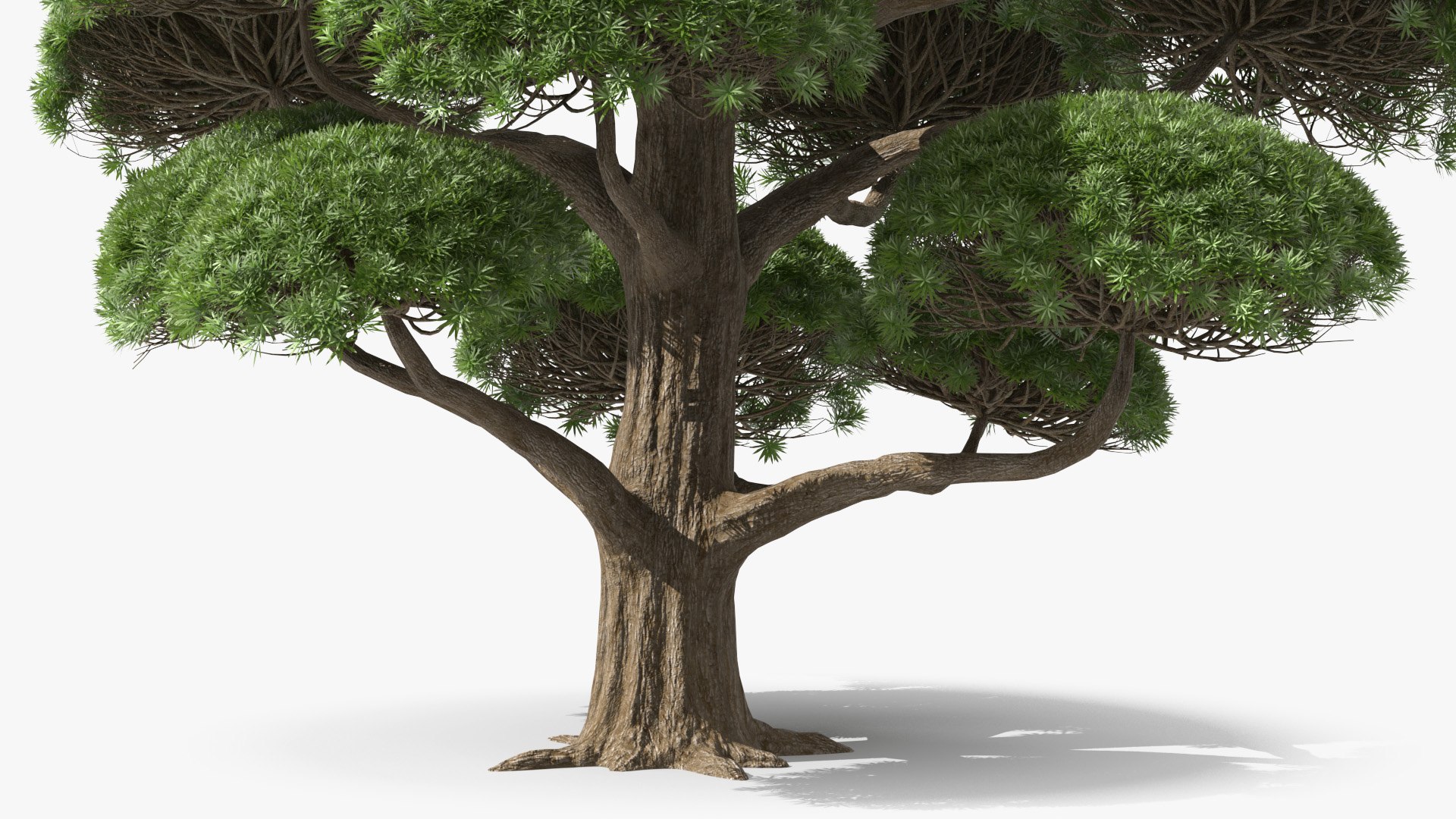 3D Podocarpus Big Tree model - TurboSquid 1771473