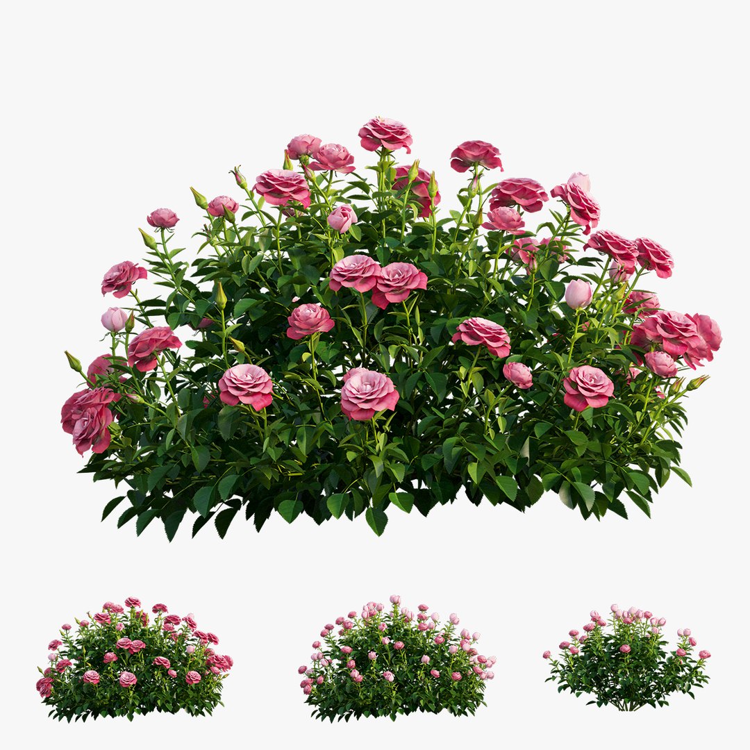 Plant Rose Set 03 3D Model - TurboSquid 1536620