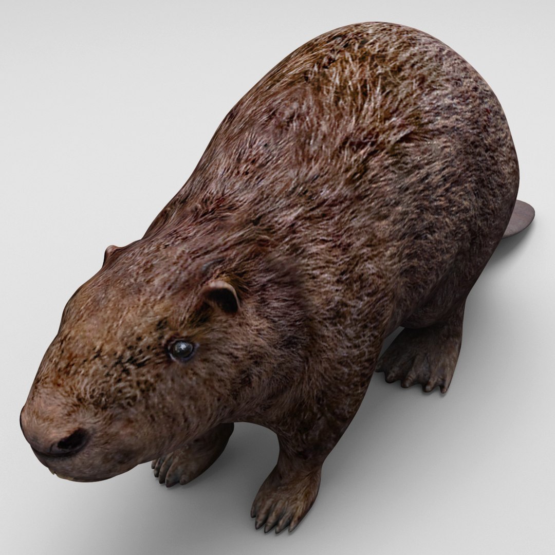 3d Model Beaver Modelled