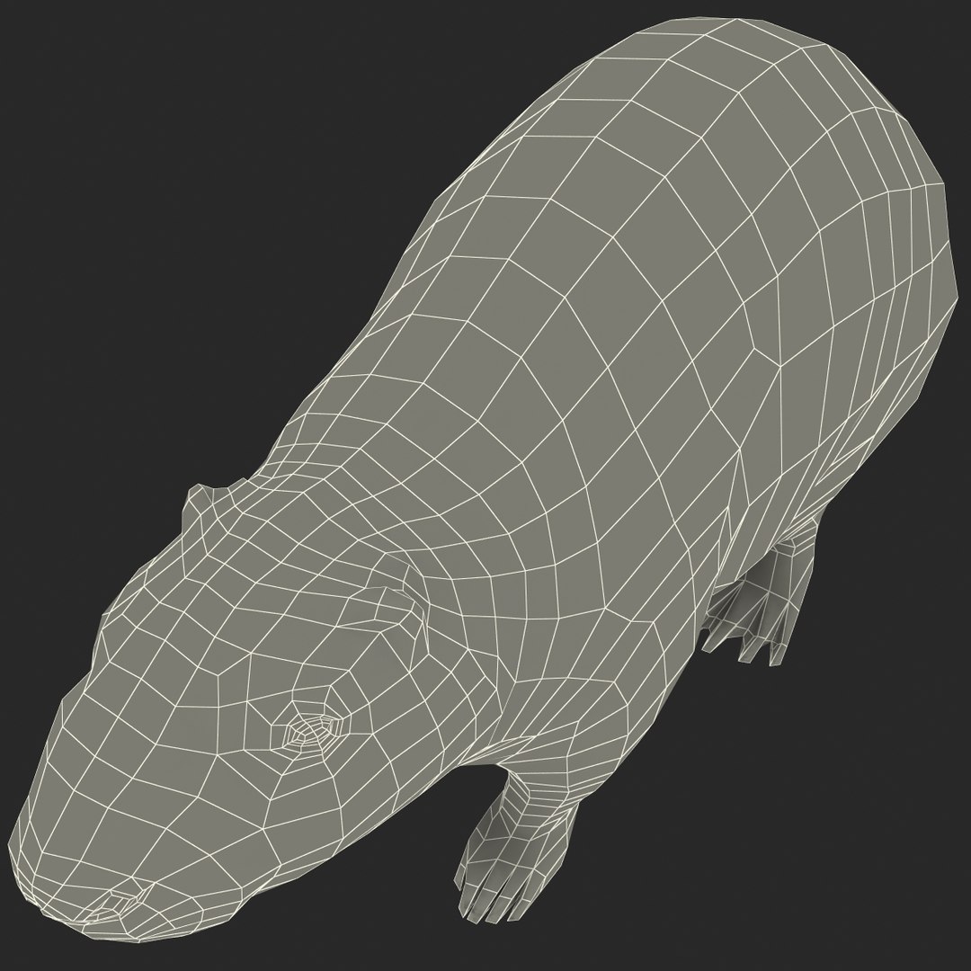 3d Model Beaver Modelled