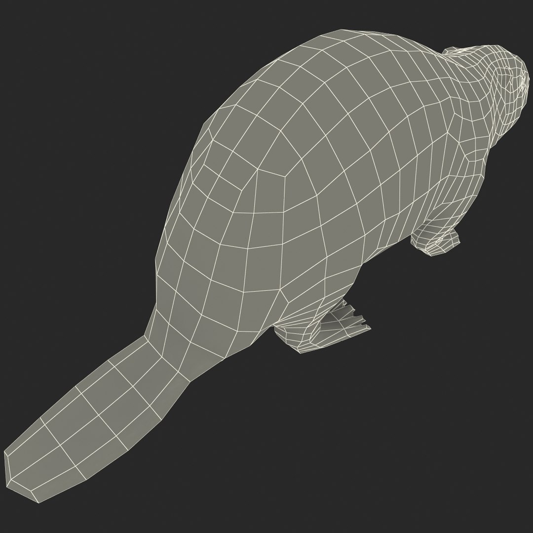 3d Model Beaver Modelled