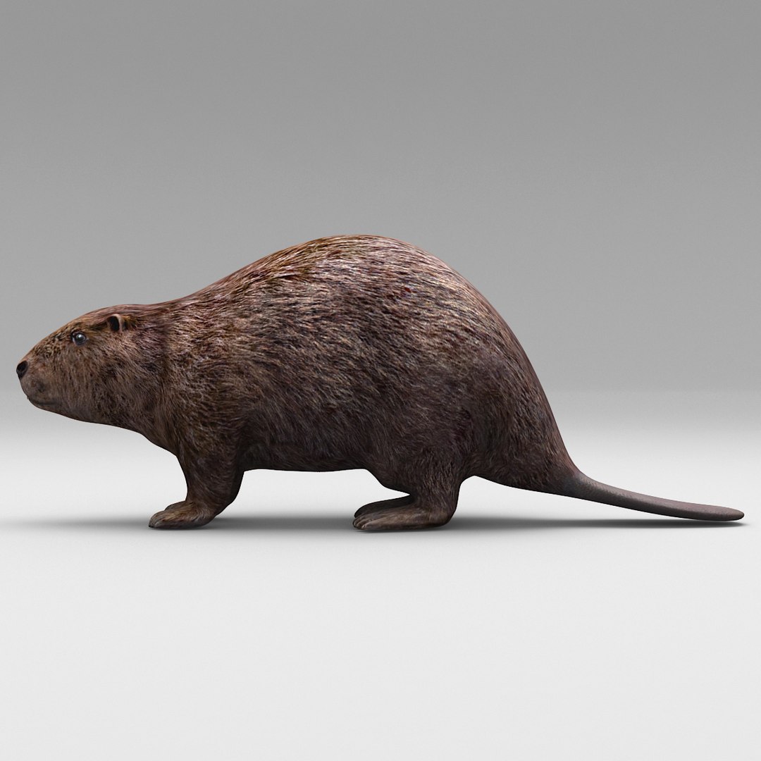 3d Model Beaver Modelled