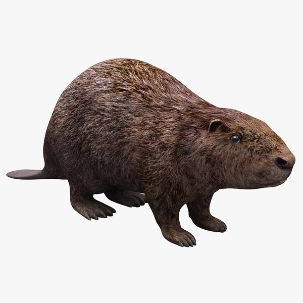 3D Beaver Models | TurboSquid
