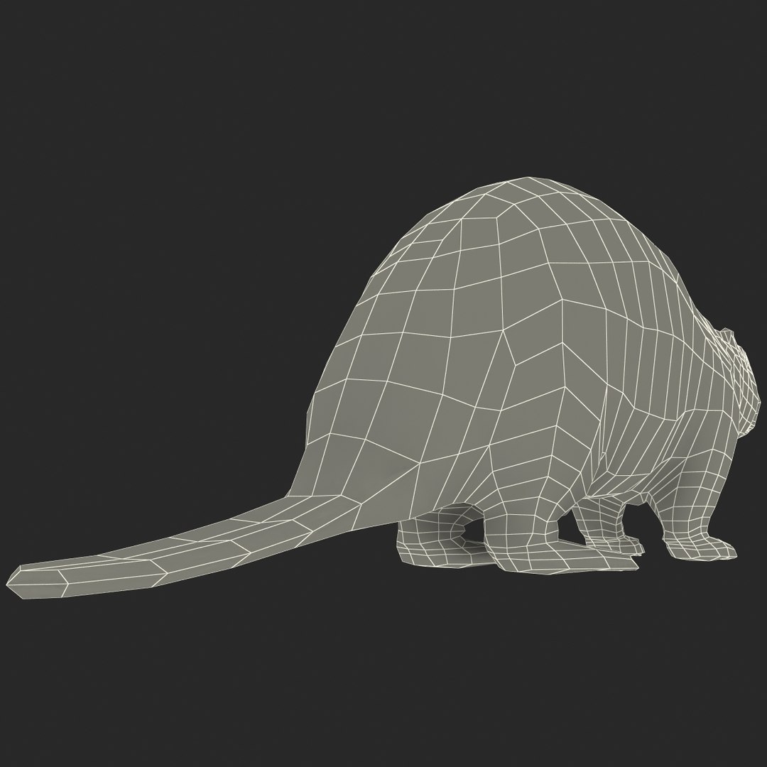 3d Model Beaver Modelled