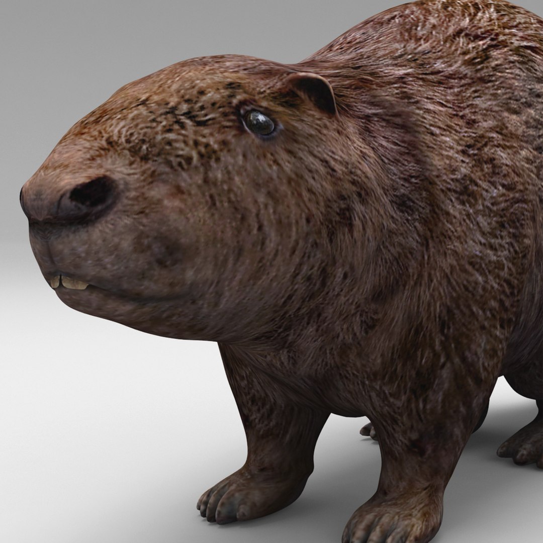 3d Model Beaver Modelled