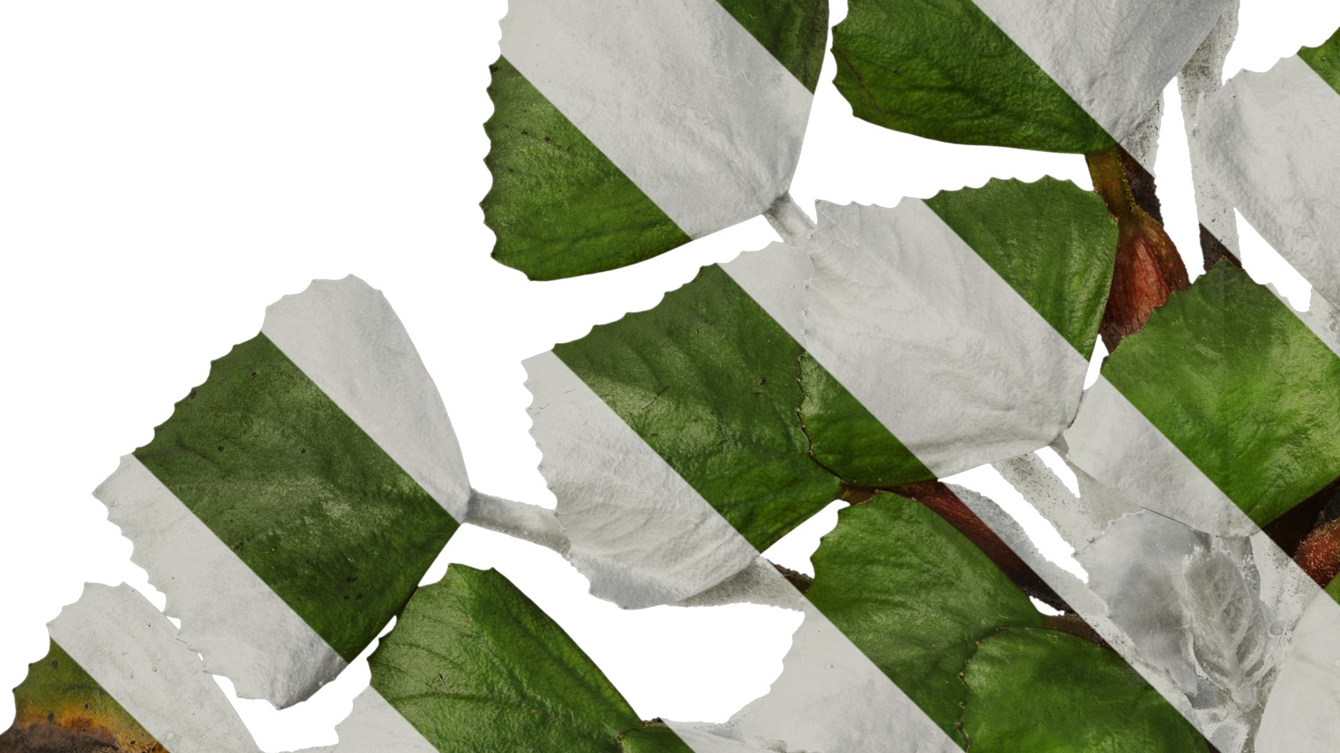 3D Anydrafts Trapa Natans Atlas 02 Textures Model - TurboSquid 2345309