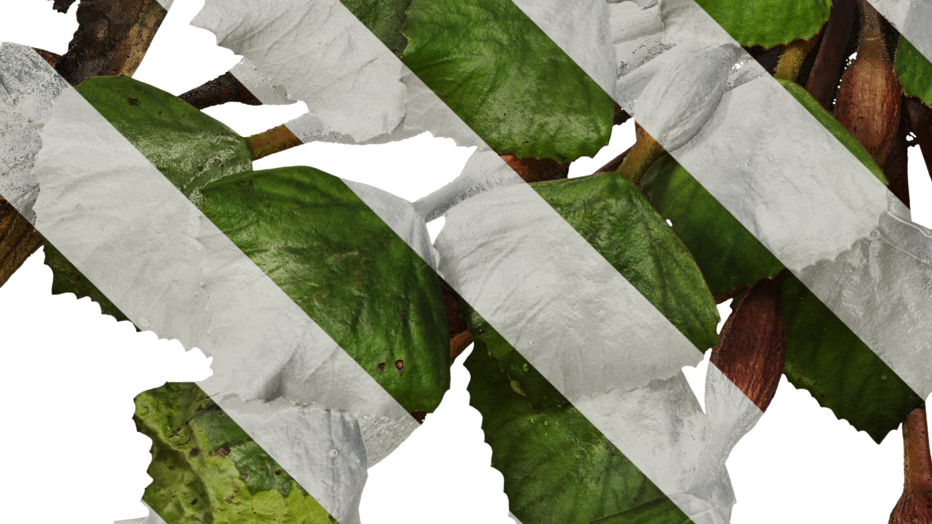 3D Anydrafts Trapa Natans Atlas 02 Textures Model - TurboSquid 2345309