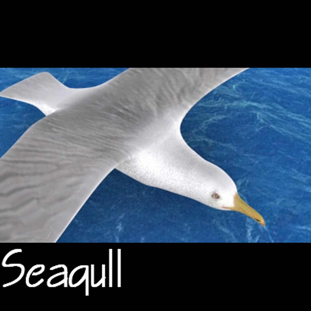 Seagull Ready Games 3d Model
