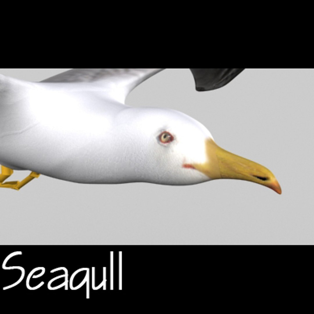 Seagull Ready Games 3d Model