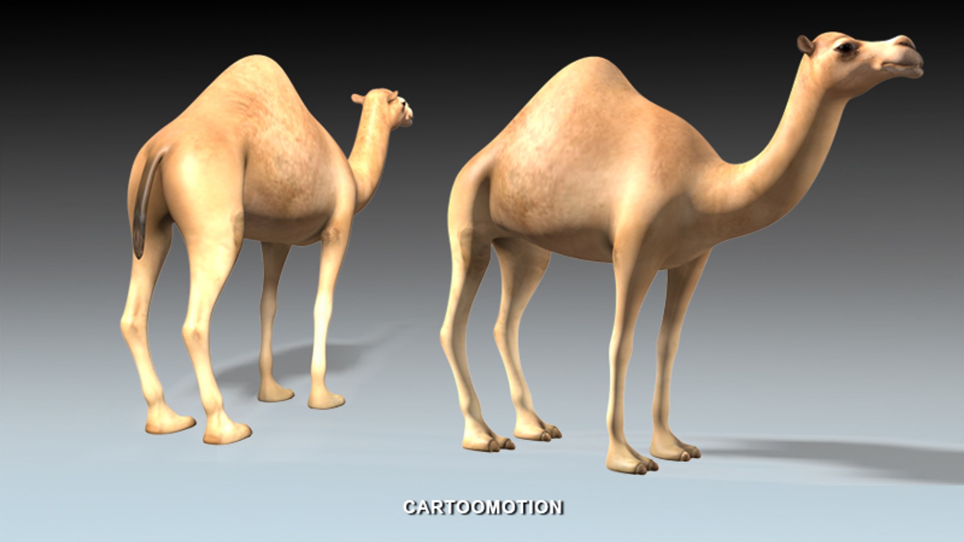 Max Camel