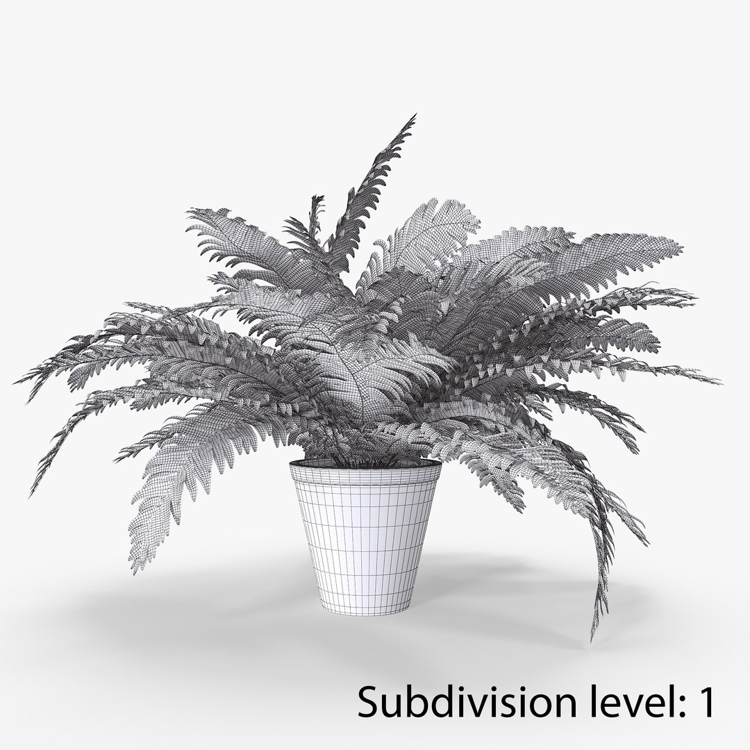 3D Fern Pack 02 Model - TurboSquid 1396962