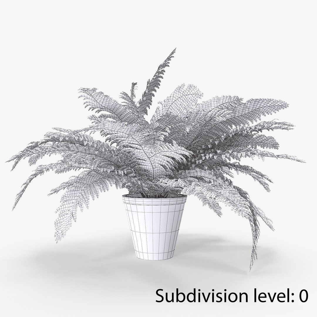 3D Fern Pack 02 Model - TurboSquid 1396962