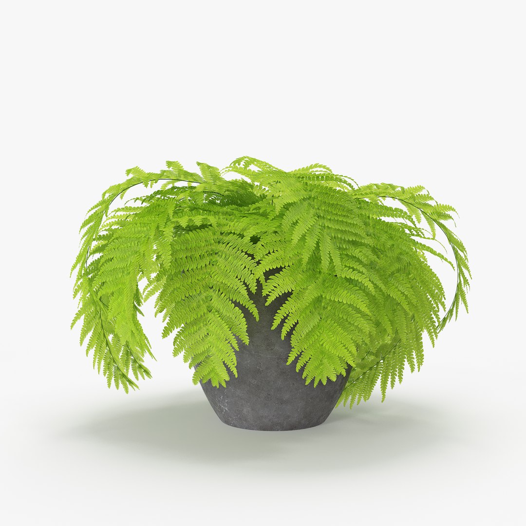 3D Fern Pack 02 Model - TurboSquid 1396962