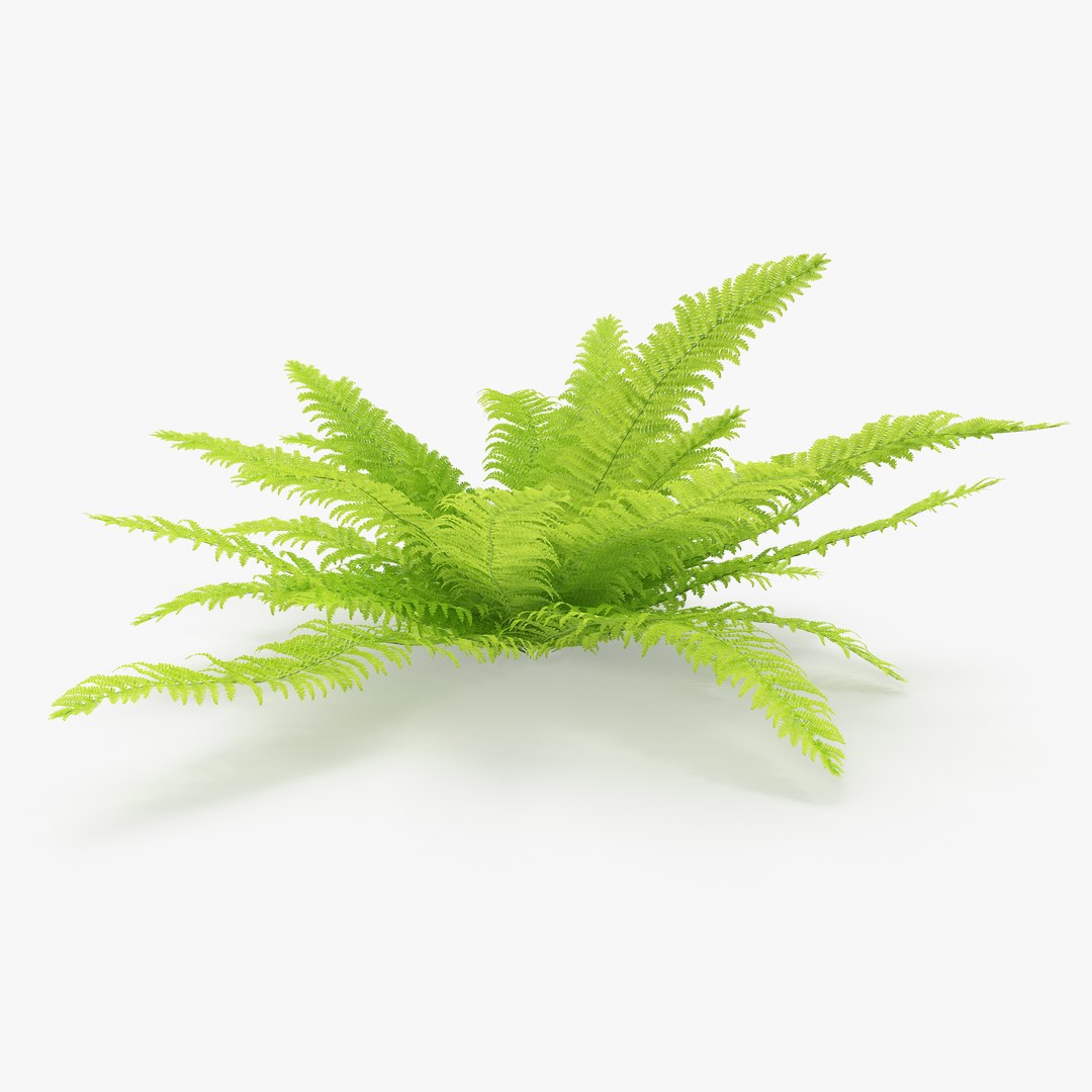 3D Fern Pack 02 Model - TurboSquid 1396962