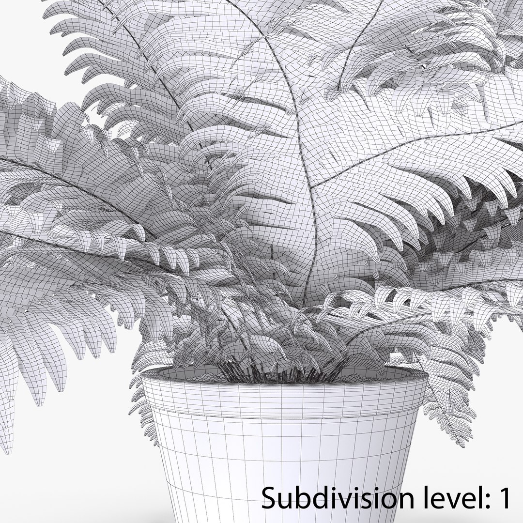 3D Fern Pack 02 Model - TurboSquid 1396962