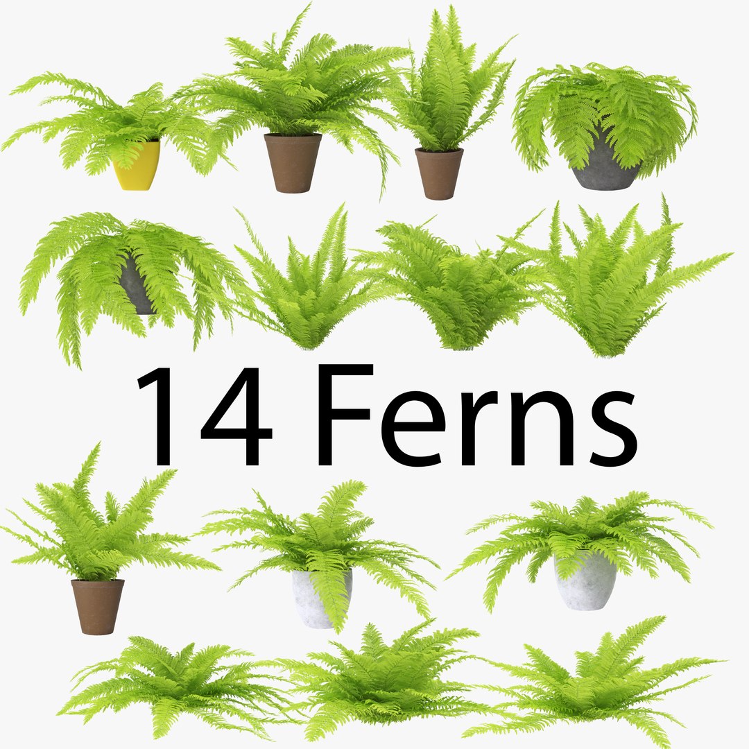 3D Fern Pack 02 Model - TurboSquid 1396962