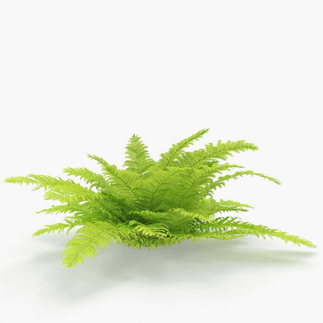 3D Fern Pack 02 Model - TurboSquid 1396962