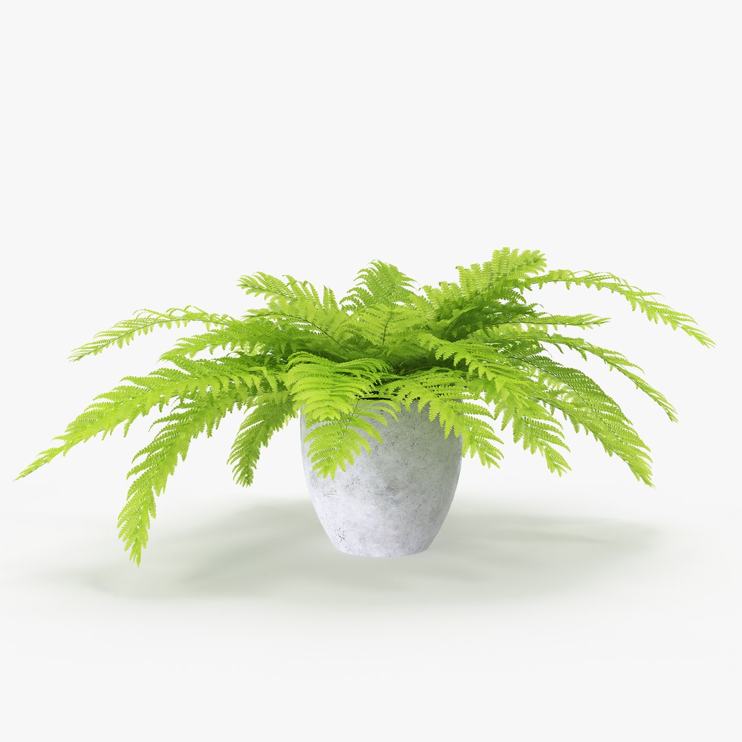 3D Fern Pack 02 Model - TurboSquid 1396962