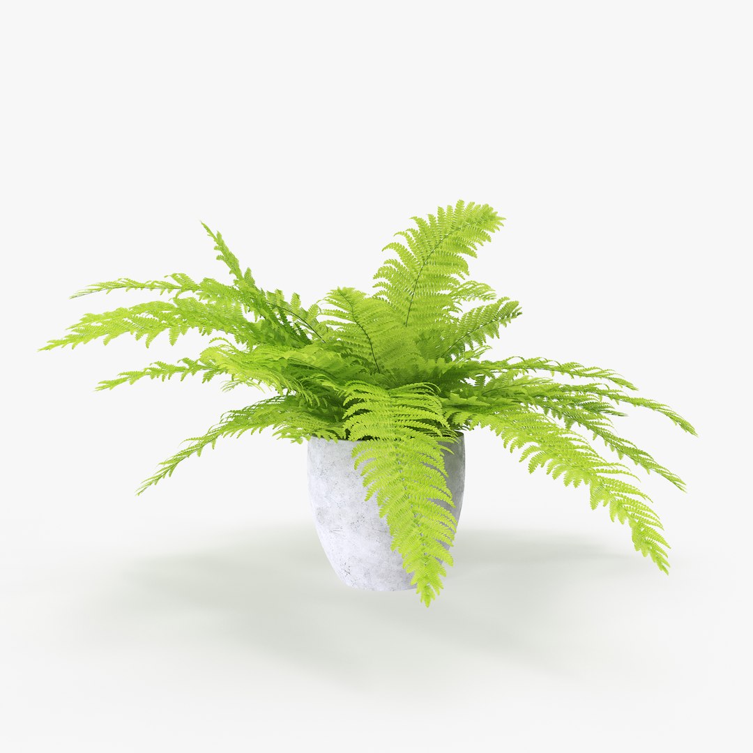 3D Fern Pack 02 Model - TurboSquid 1396962
