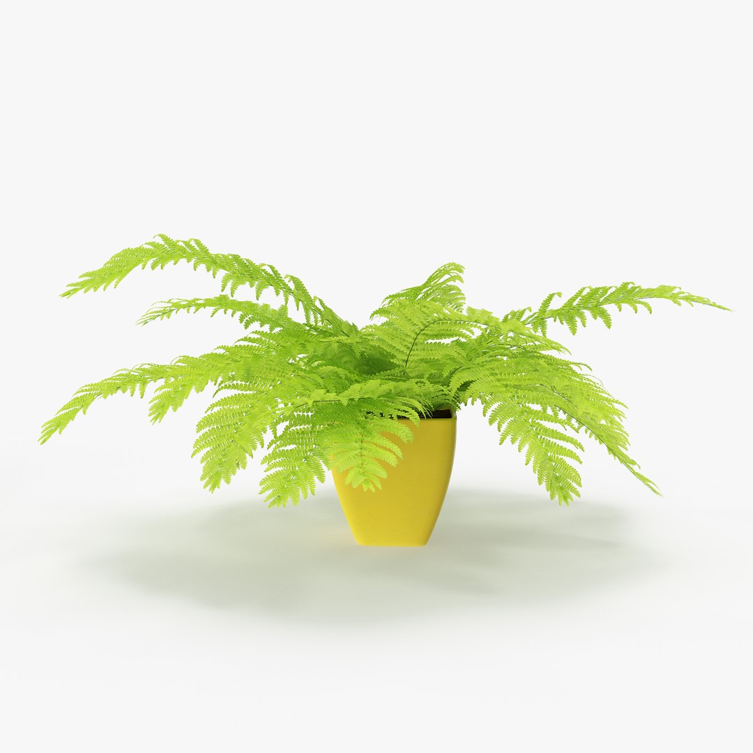 3D Fern Pack 02 Model - TurboSquid 1396962