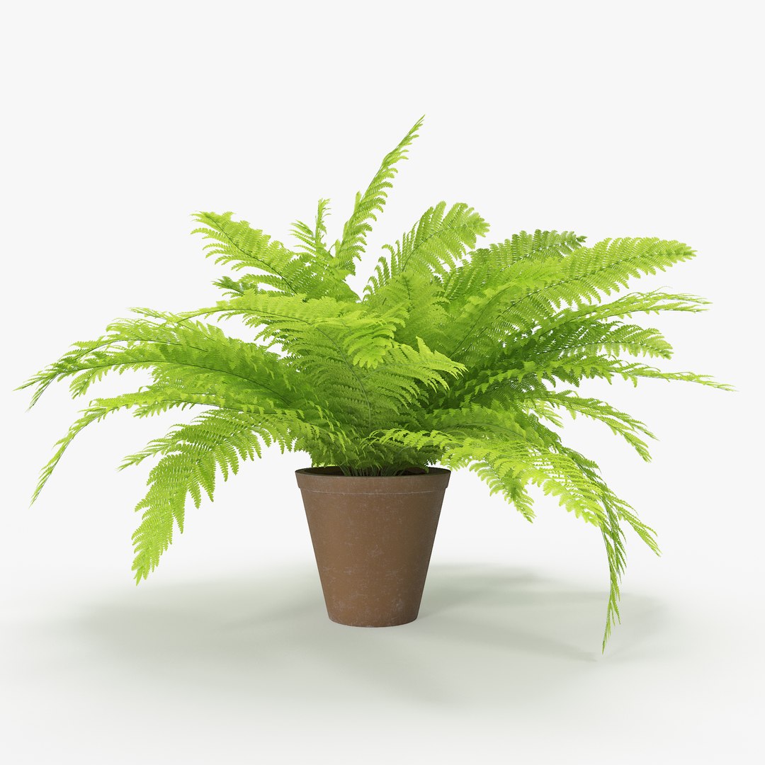 3D Fern Pack 02 Model - TurboSquid 1396962