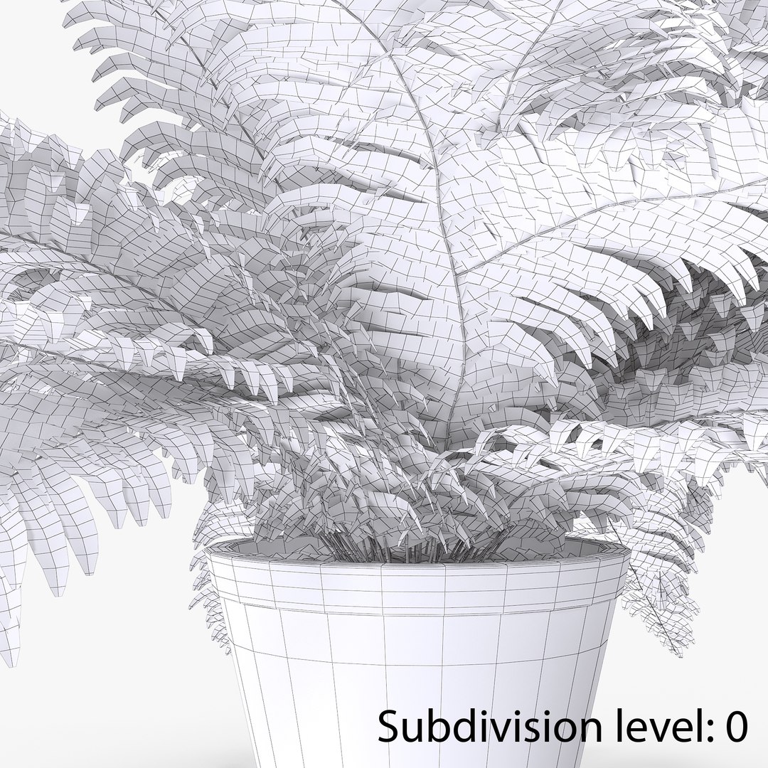 3D Fern Pack 02 Model - TurboSquid 1396962