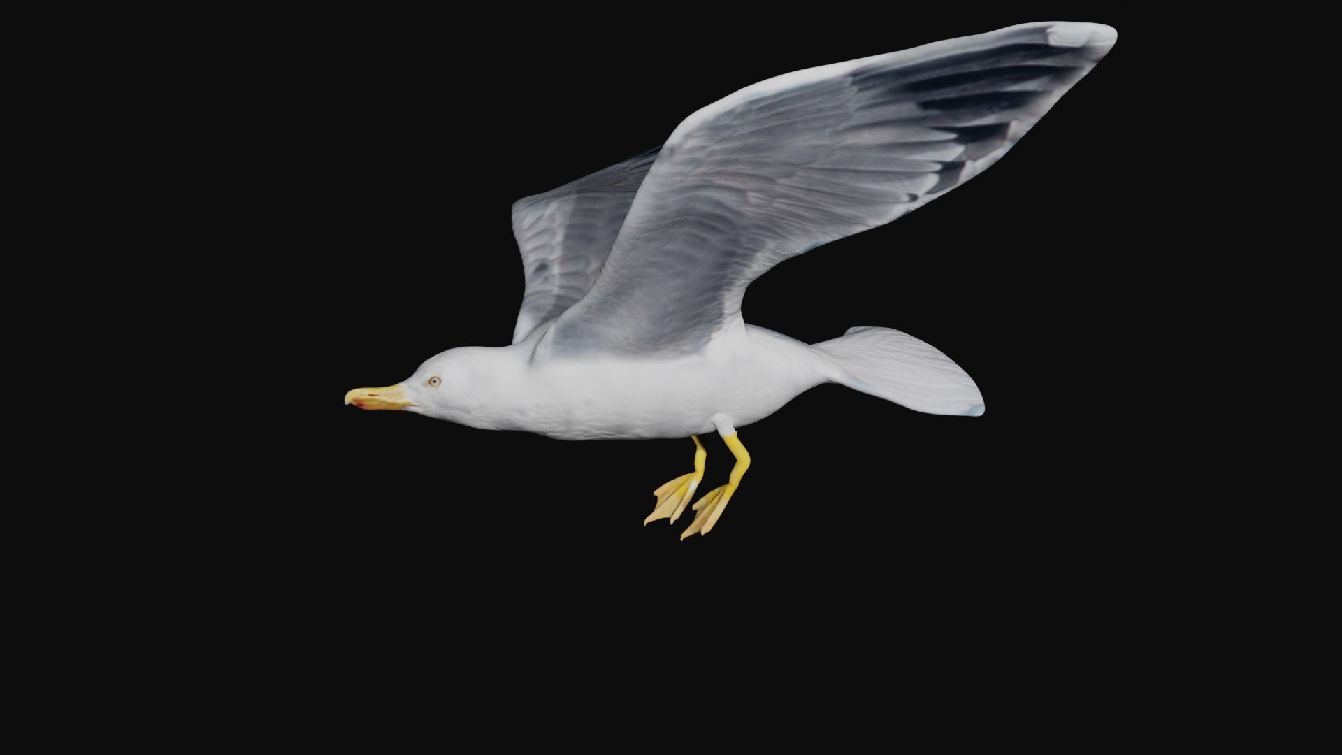 Fully Rigged Two Versions Of Seagull 3D Model - TurboSquid 1746520
