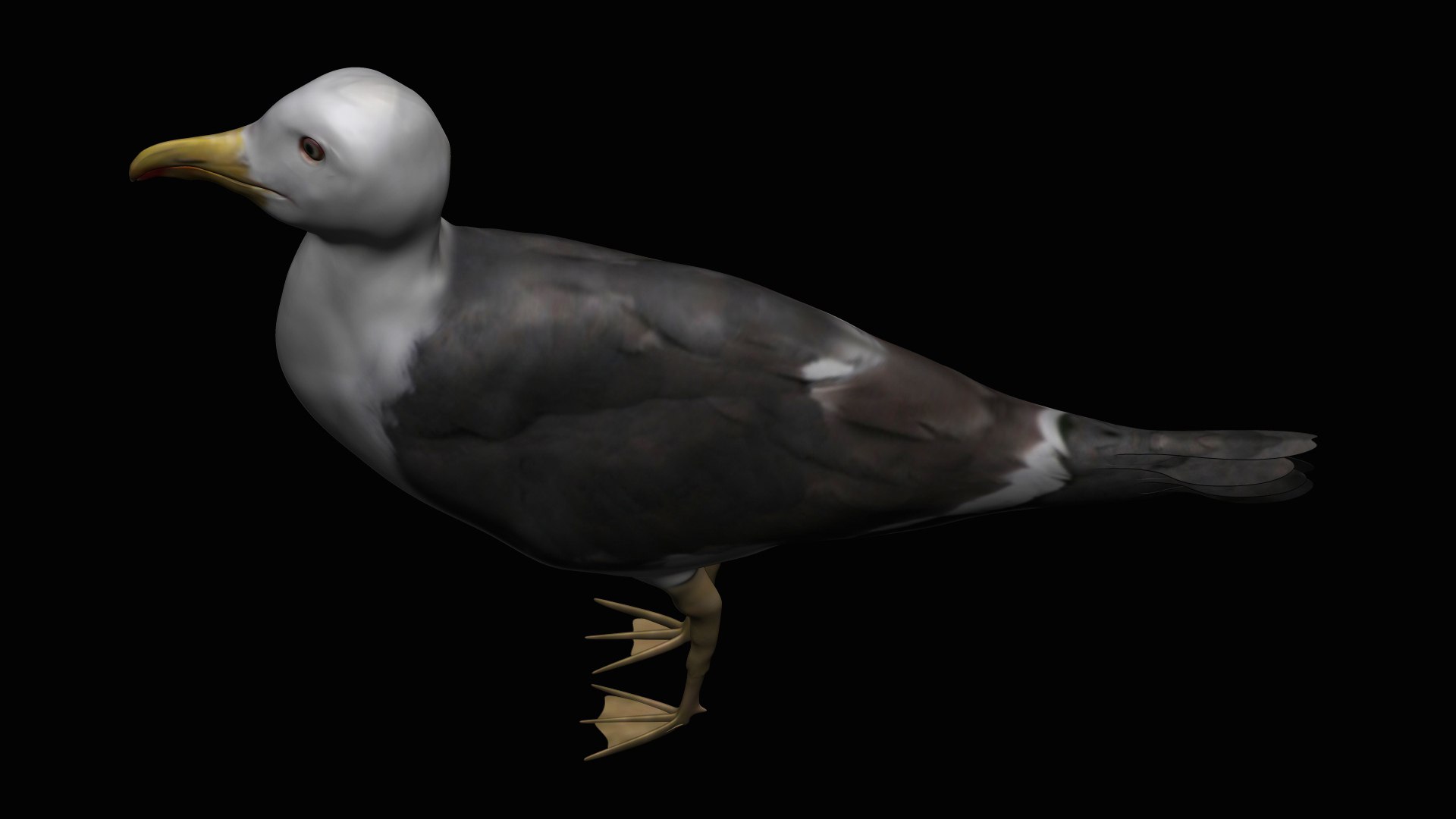 Fully Rigged Two Versions Of Seagull 3D Model - TurboSquid 1746520