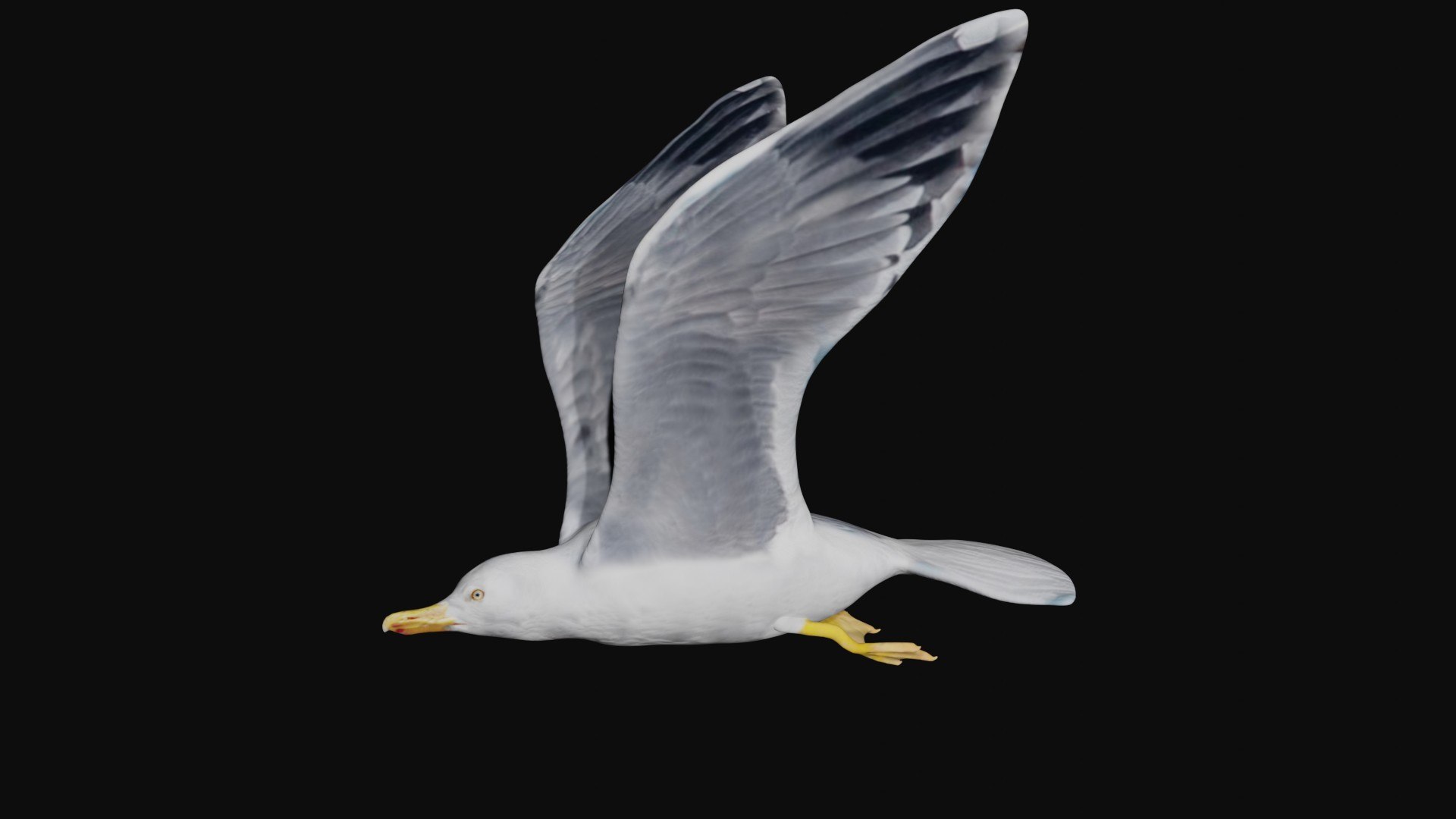 Fully Rigged Two Versions Of Seagull 3D Model - TurboSquid 1746520
