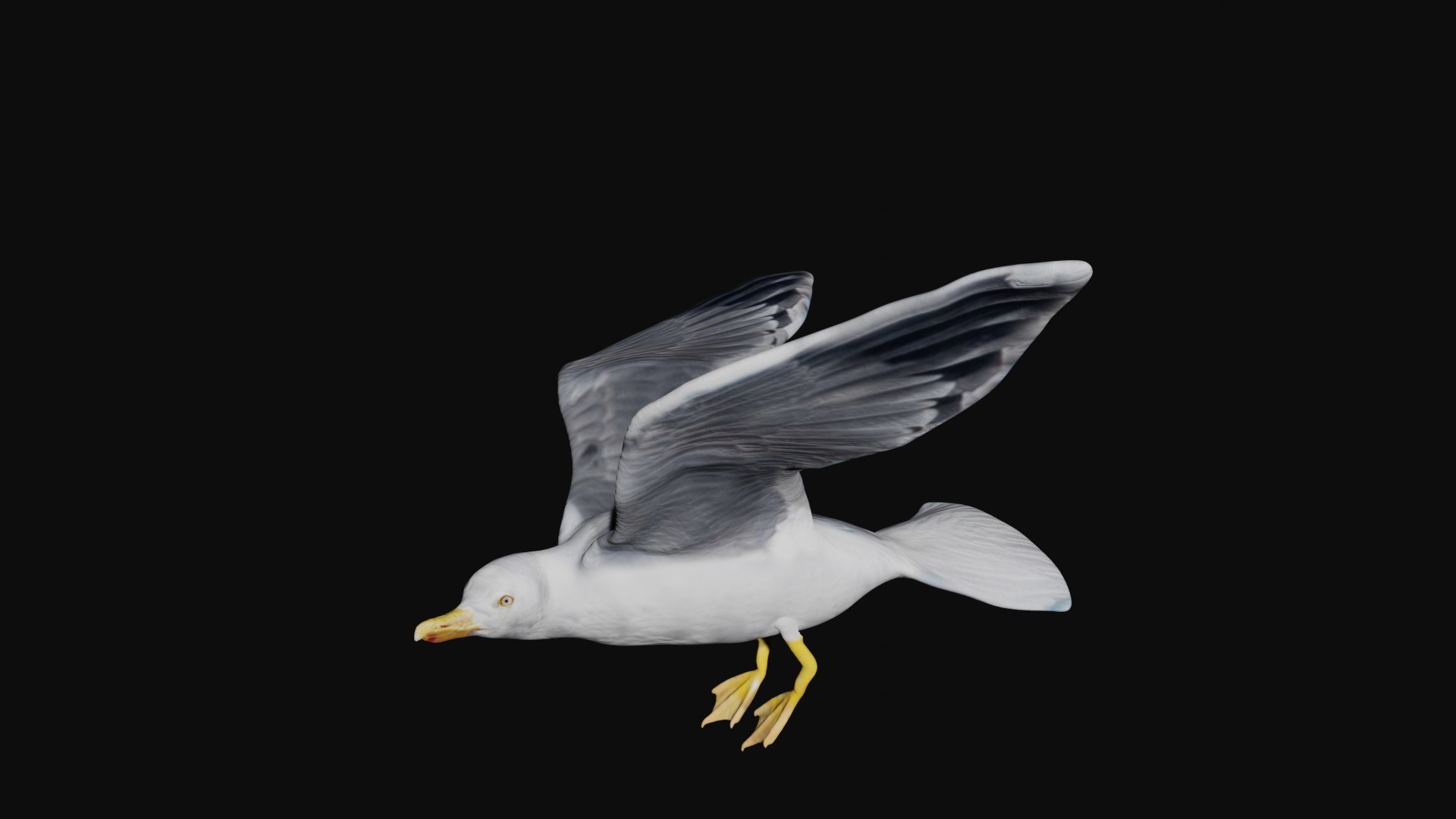 Fully Rigged Two Versions Of Seagull 3D Model - TurboSquid 1746520