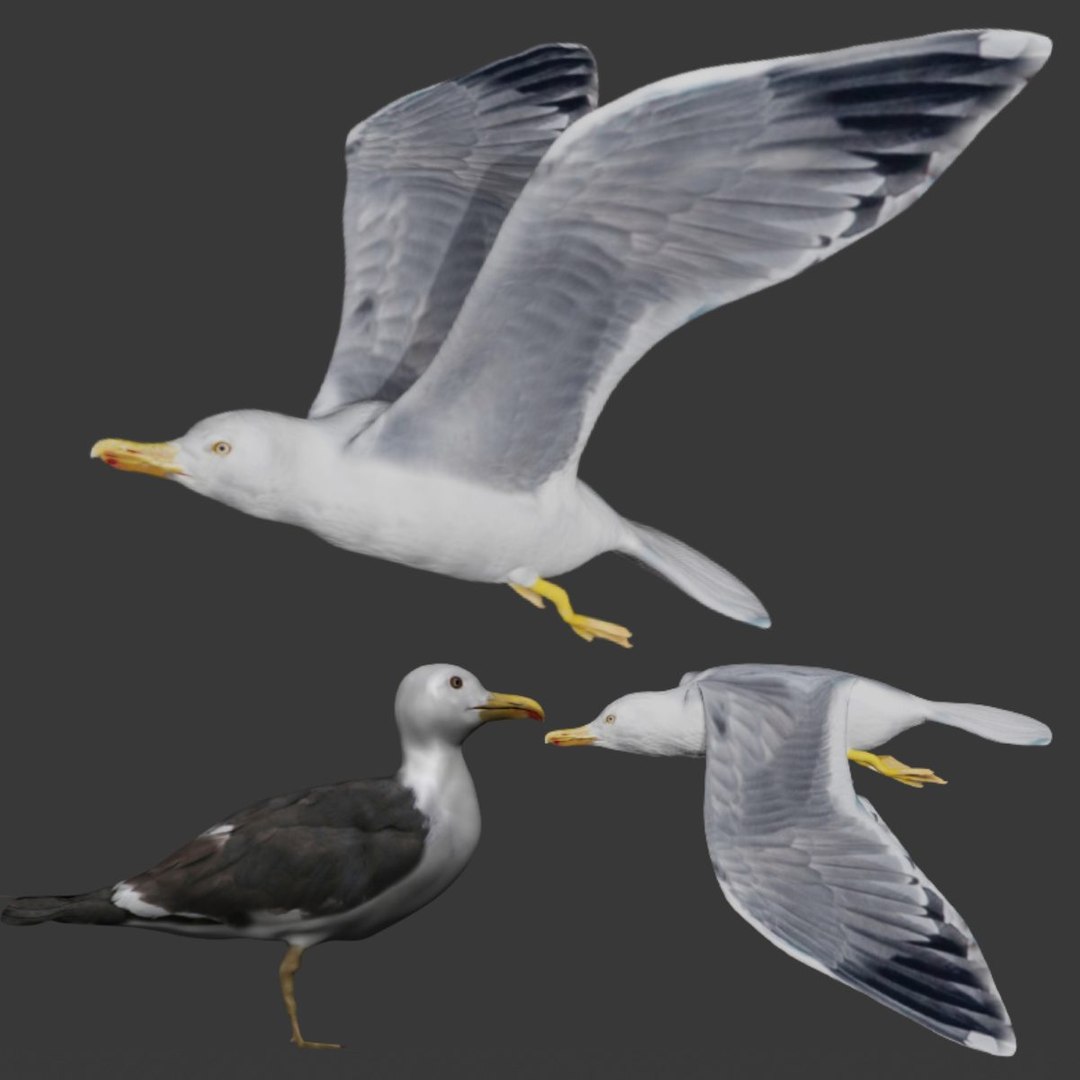 Fully Rigged Two Versions Of Seagull 3D Model - TurboSquid 1746520