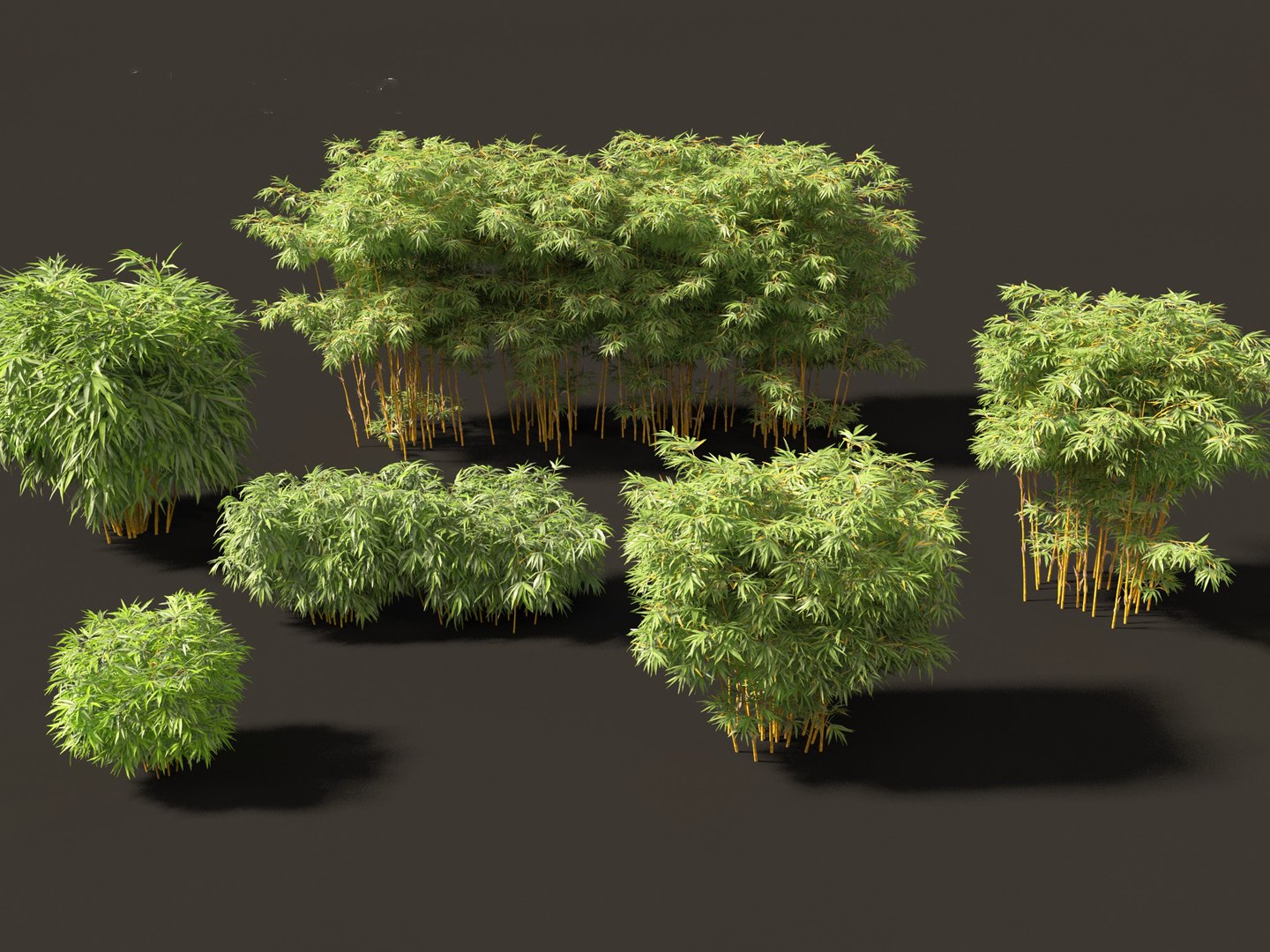 Alphonse Karr Bamboo - Bambusa Multiplex Cv Alphonse Karr 02 Model ...