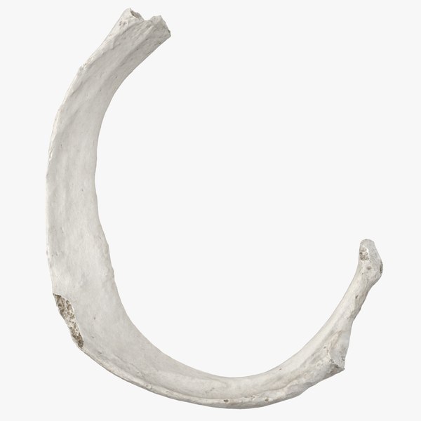 Modello 3D Real Human Costae Verae True Rib 01 Bianco - TurboSquid 1658978