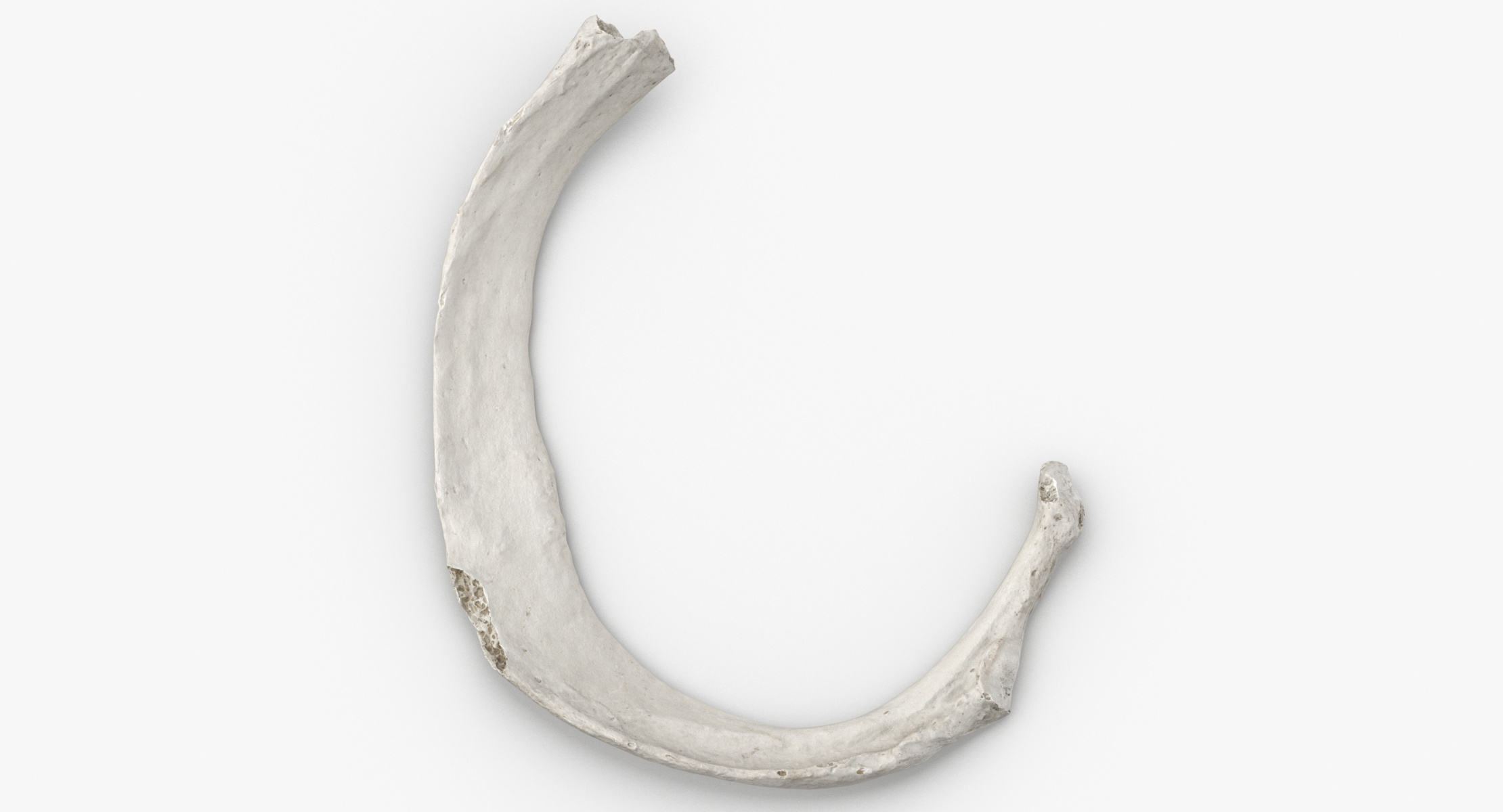 Modello 3D Real Human Costae Verae True Rib 01 Bianco - TurboSquid 1658978