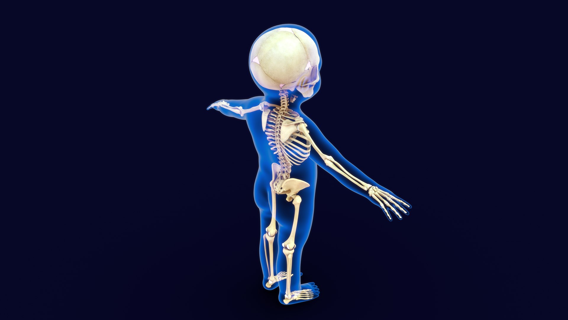 3D Model Child Skeletal Anatomy With Body - TurboSquid 2187552