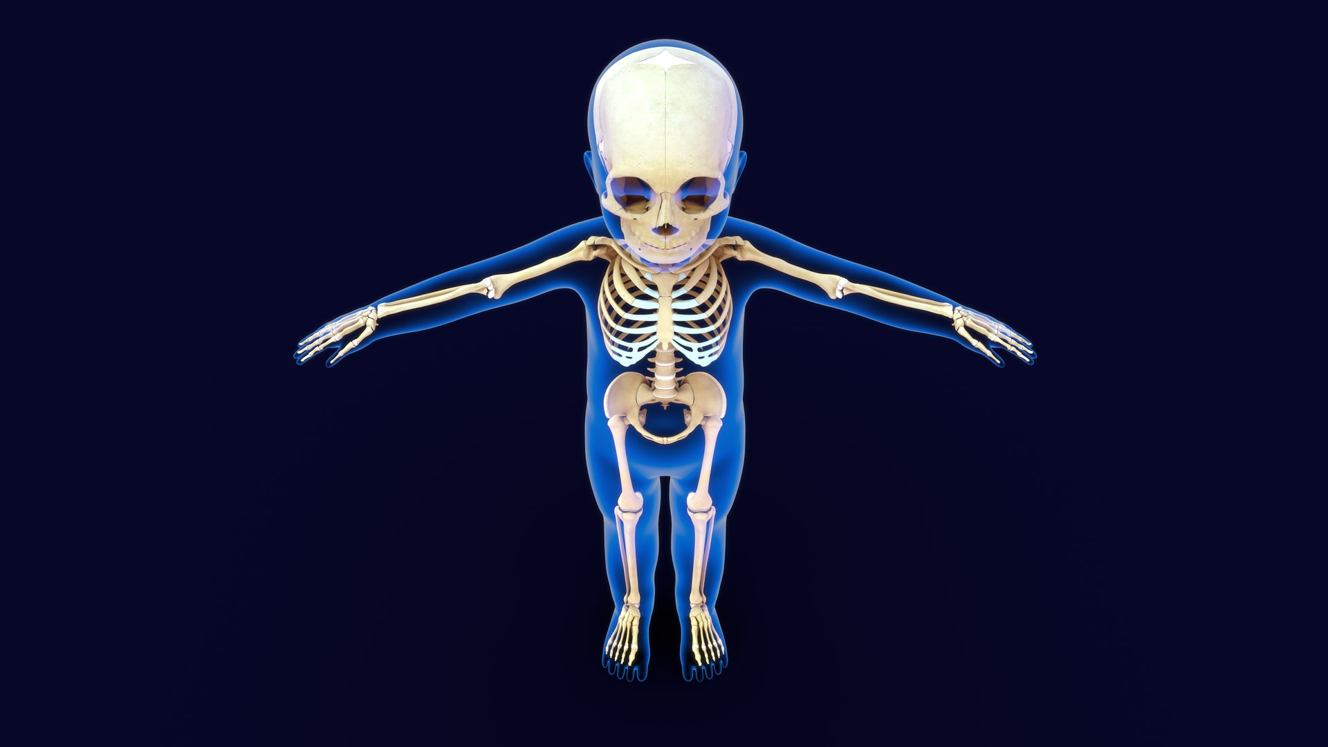 3D Model Child Skeletal Anatomy With Body - TurboSquid 2187552