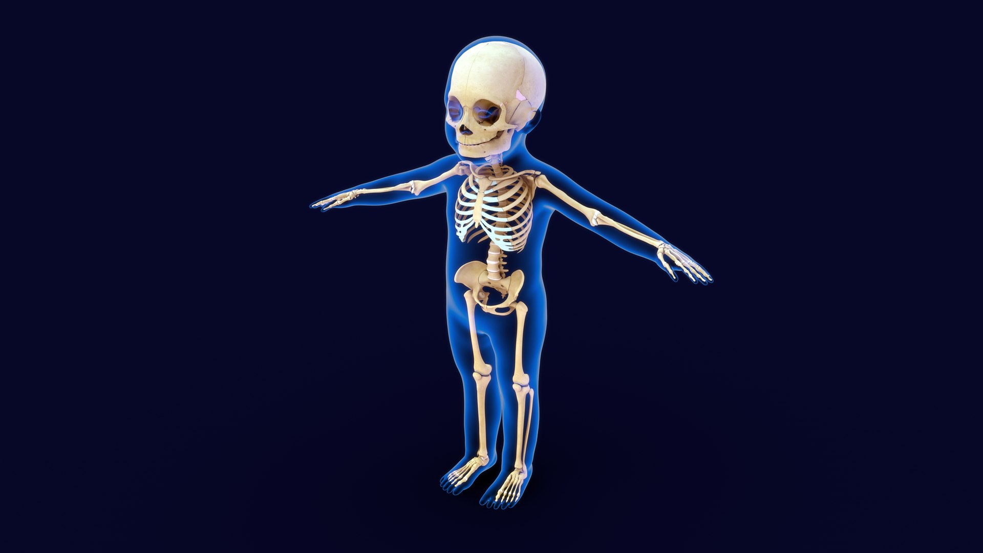 3D Model Child Skeletal Anatomy With Body - TurboSquid 2187552