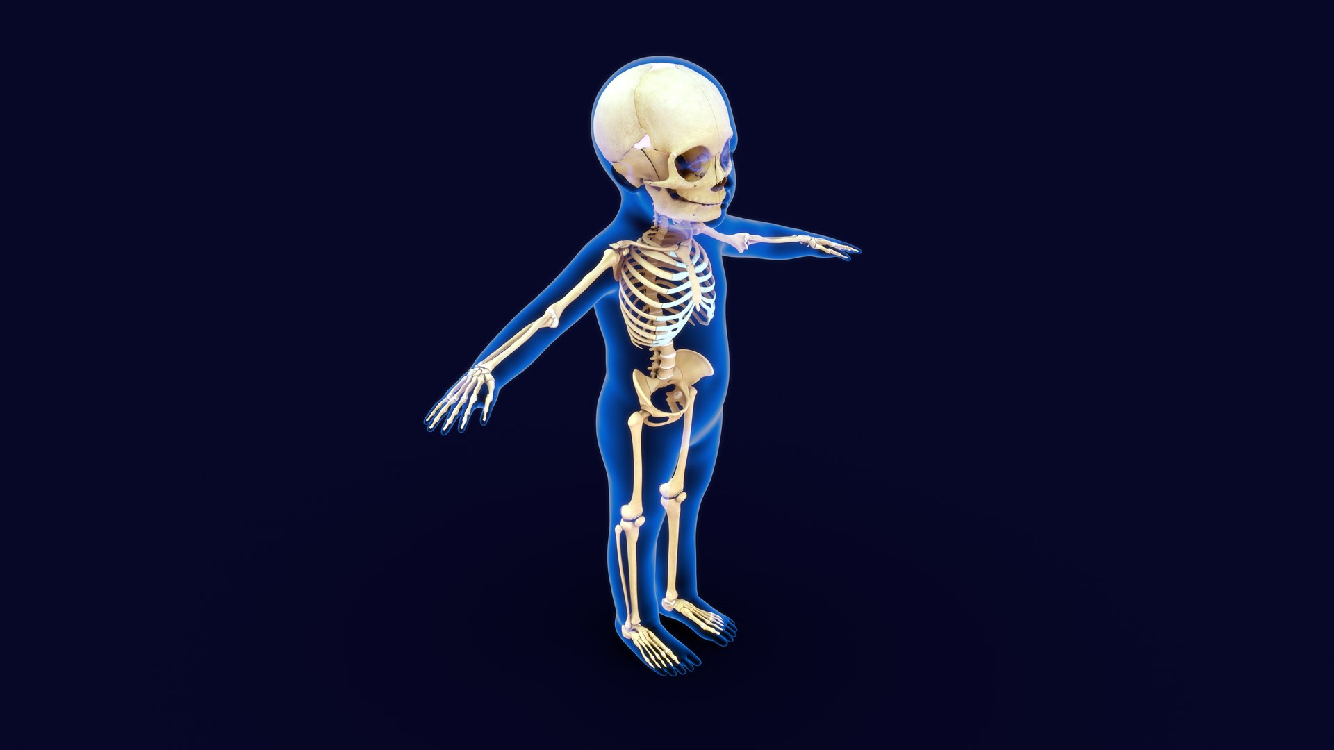 3D Model Child Skeletal Anatomy With Body - TurboSquid 2187552