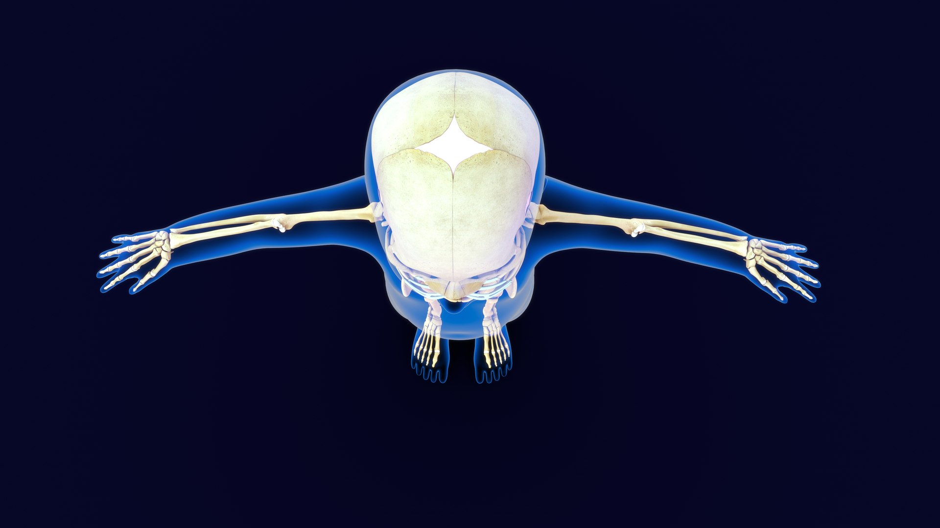 3D Model Child Skeletal Anatomy With Body - TurboSquid 2187552