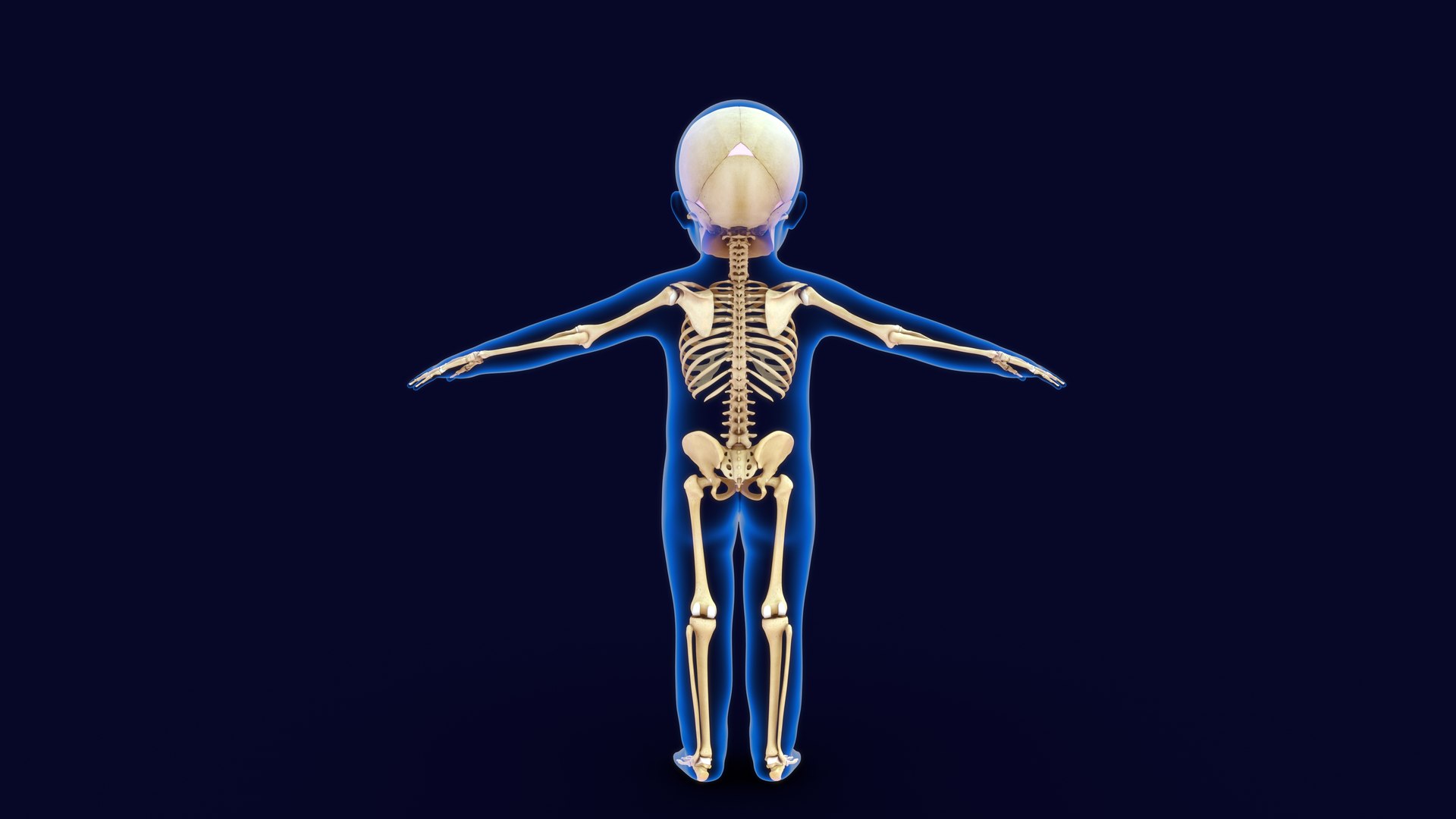 3D Model Child Skeletal Anatomy With Body - TurboSquid 2187552