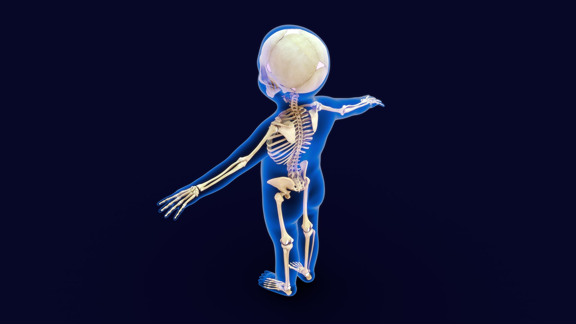 3D Model Child Skeletal Anatomy With Body - TurboSquid 2187552