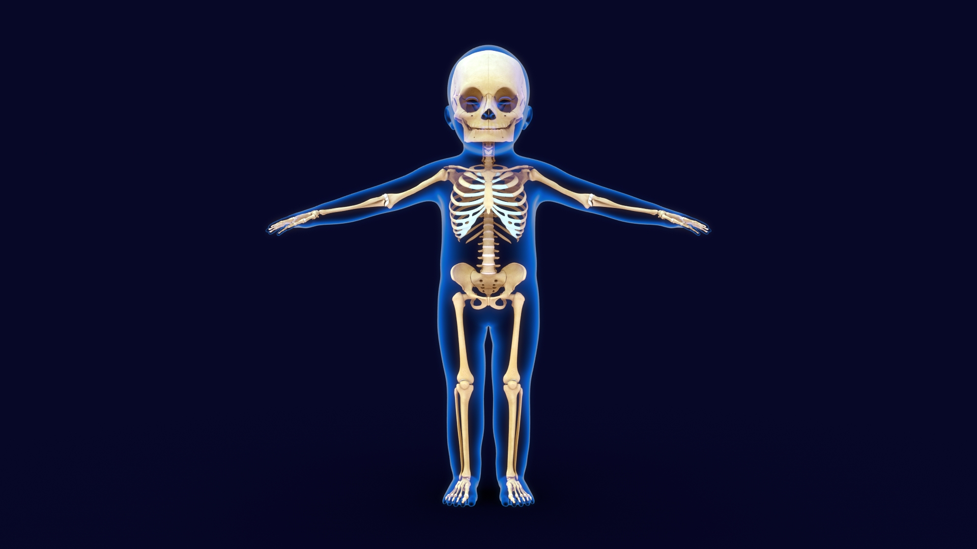 3D Model Child Skeletal Anatomy With Body - TurboSquid 2187552
