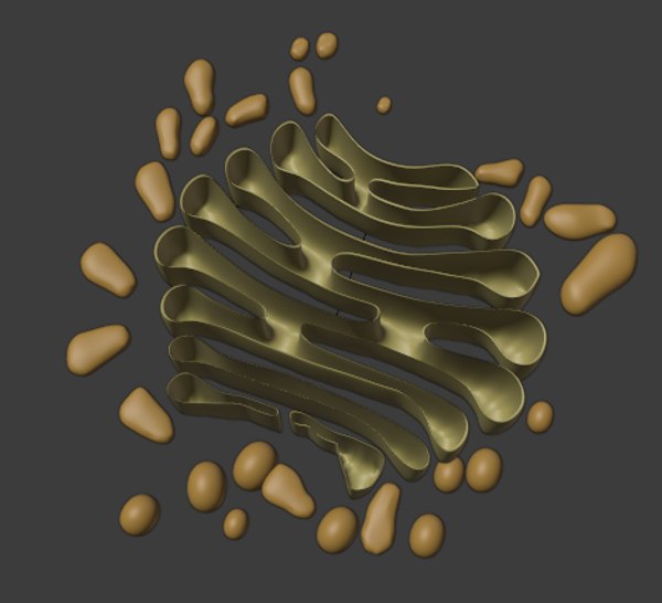 3d sponges animals phylum model