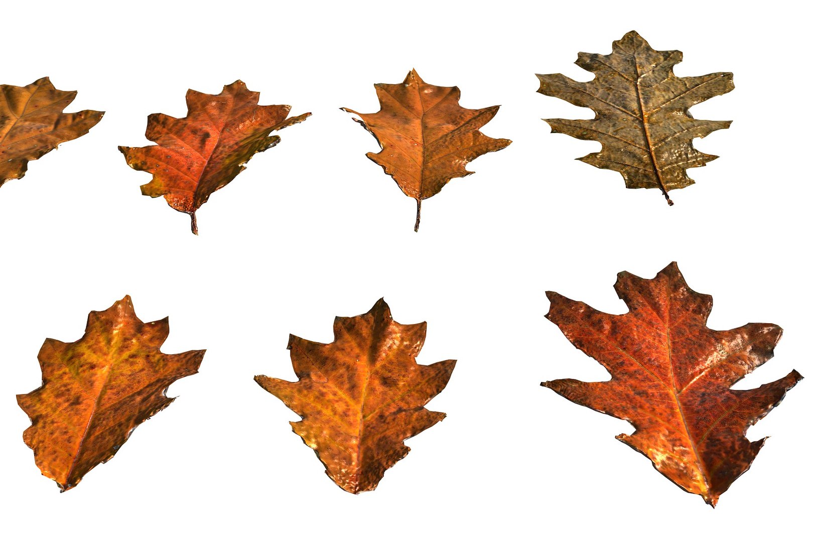 Autumn Leaves Scan Pack 3D Model - TurboSquid 1340303