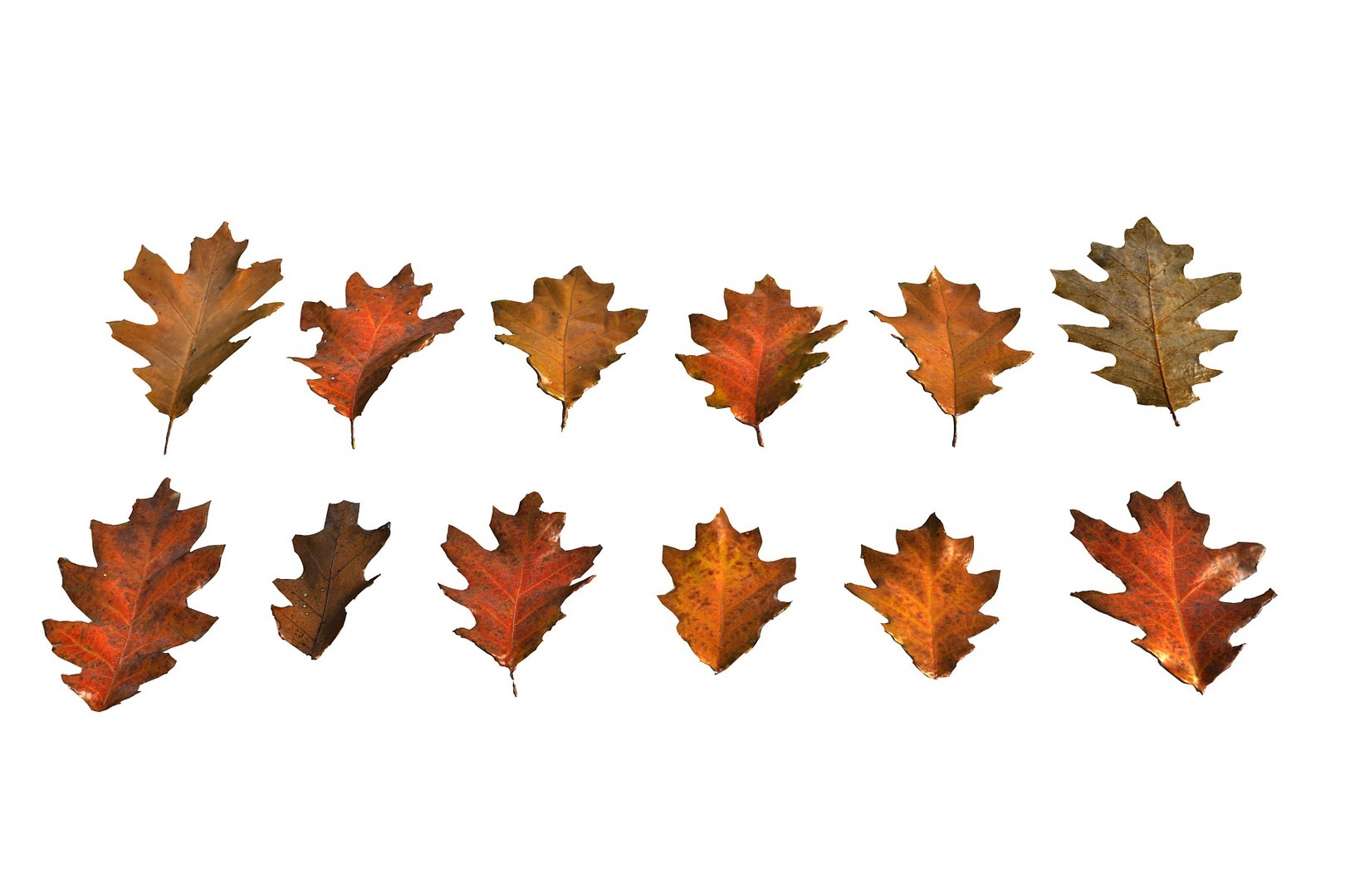 Autumn Leaves Scan Pack 3D Model - TurboSquid 1340303