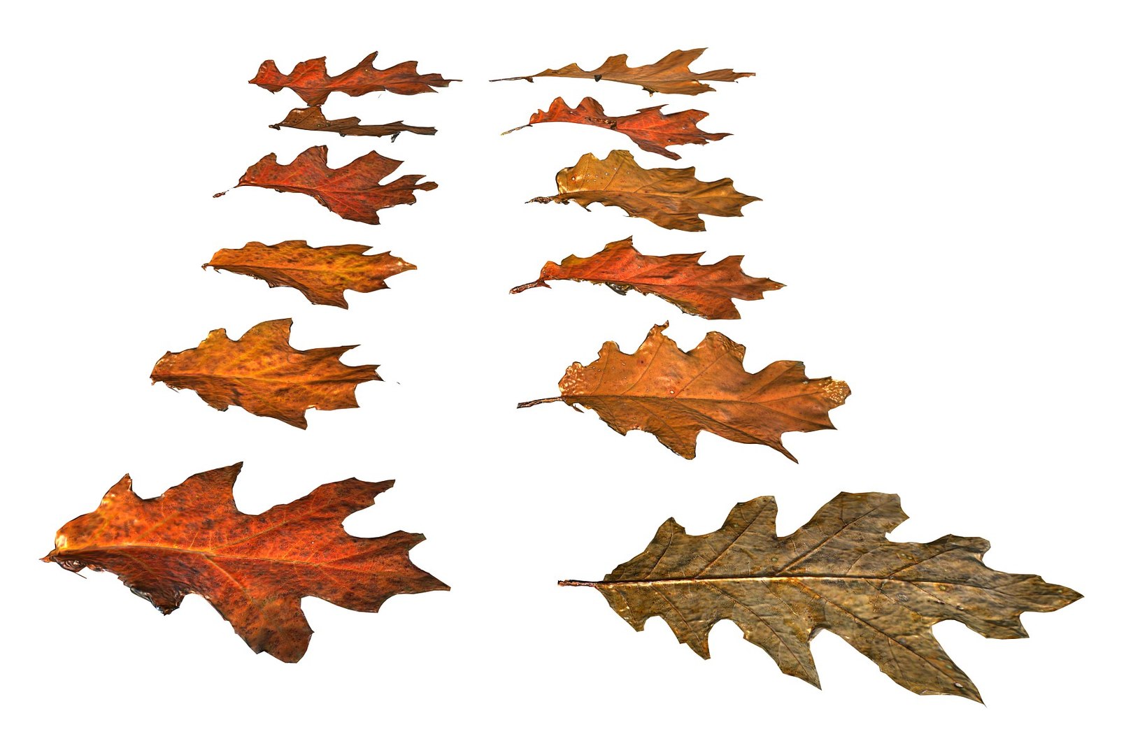 Autumn Leaves Scan Pack 3D Model - TurboSquid 1340303